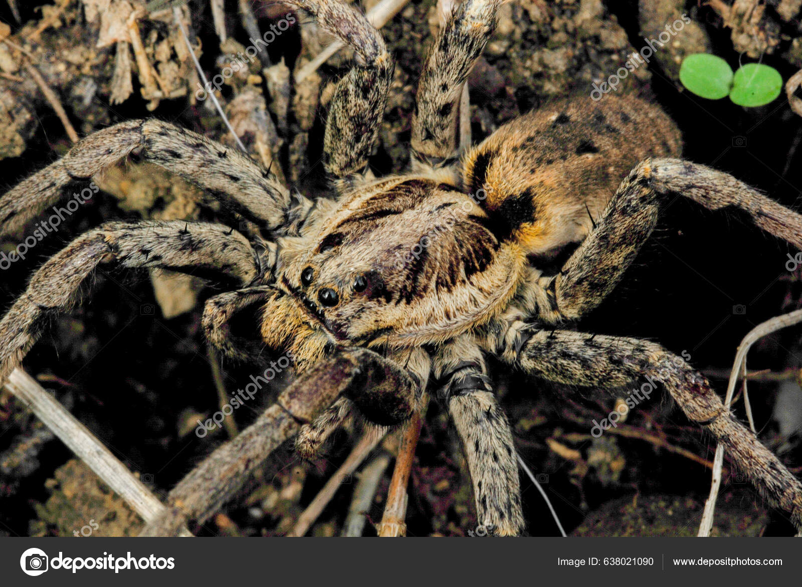 Spider Order Araneae Air Breathing Arthropod — Stock Photo ...