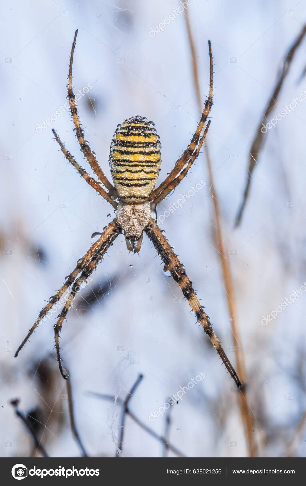 Spider Order Araneae Air Breathing Arthropod — Stock Photo ...