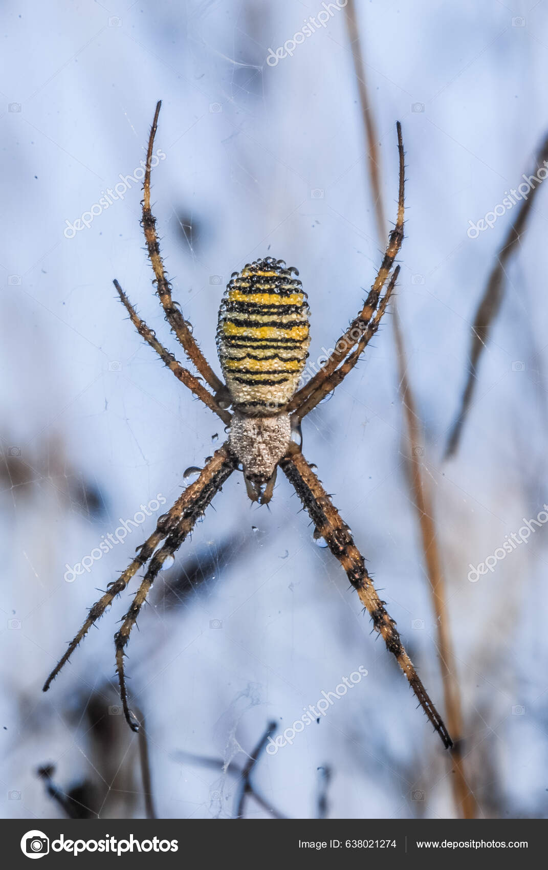Spider Order Araneae Air Breathing Arthropod — Stock Photo ...