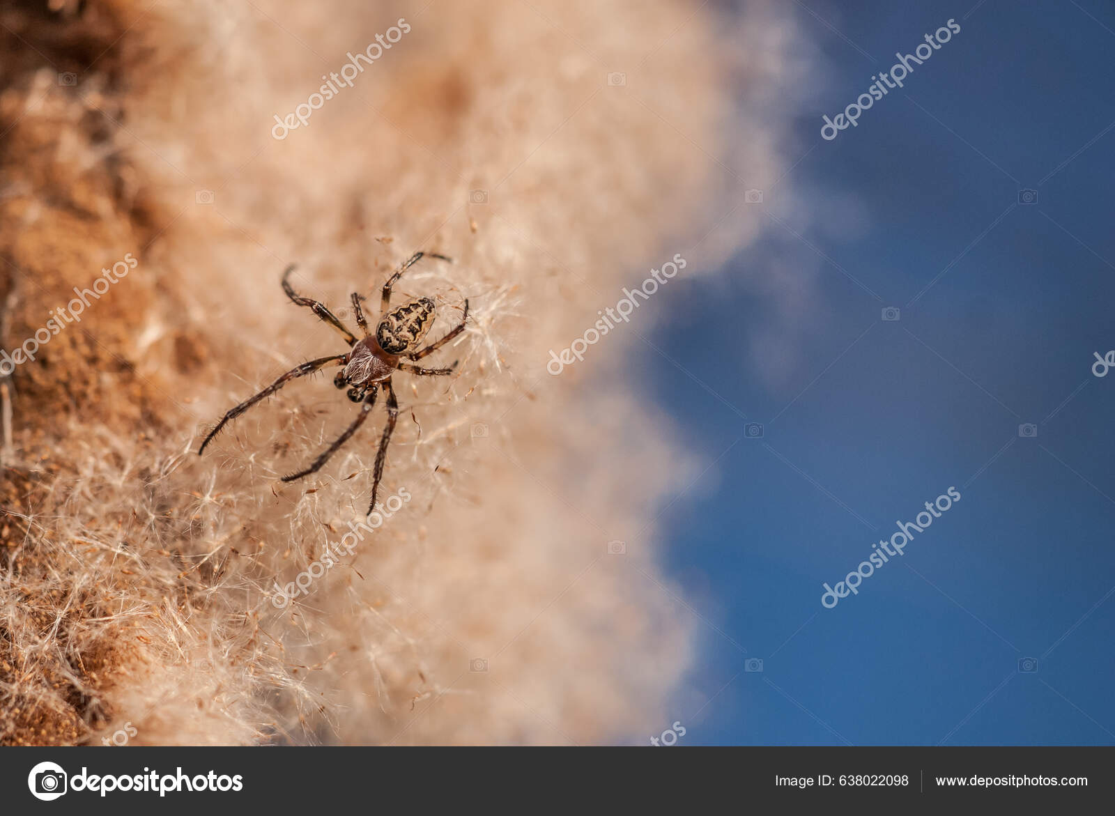 Spider Order Araneae Air Breathing Arthropod — Stock Photo ...