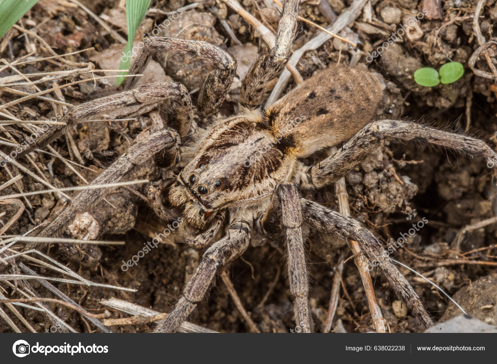 Spider Order Araneae Air Breathing Arthropod — Stock Photo ...