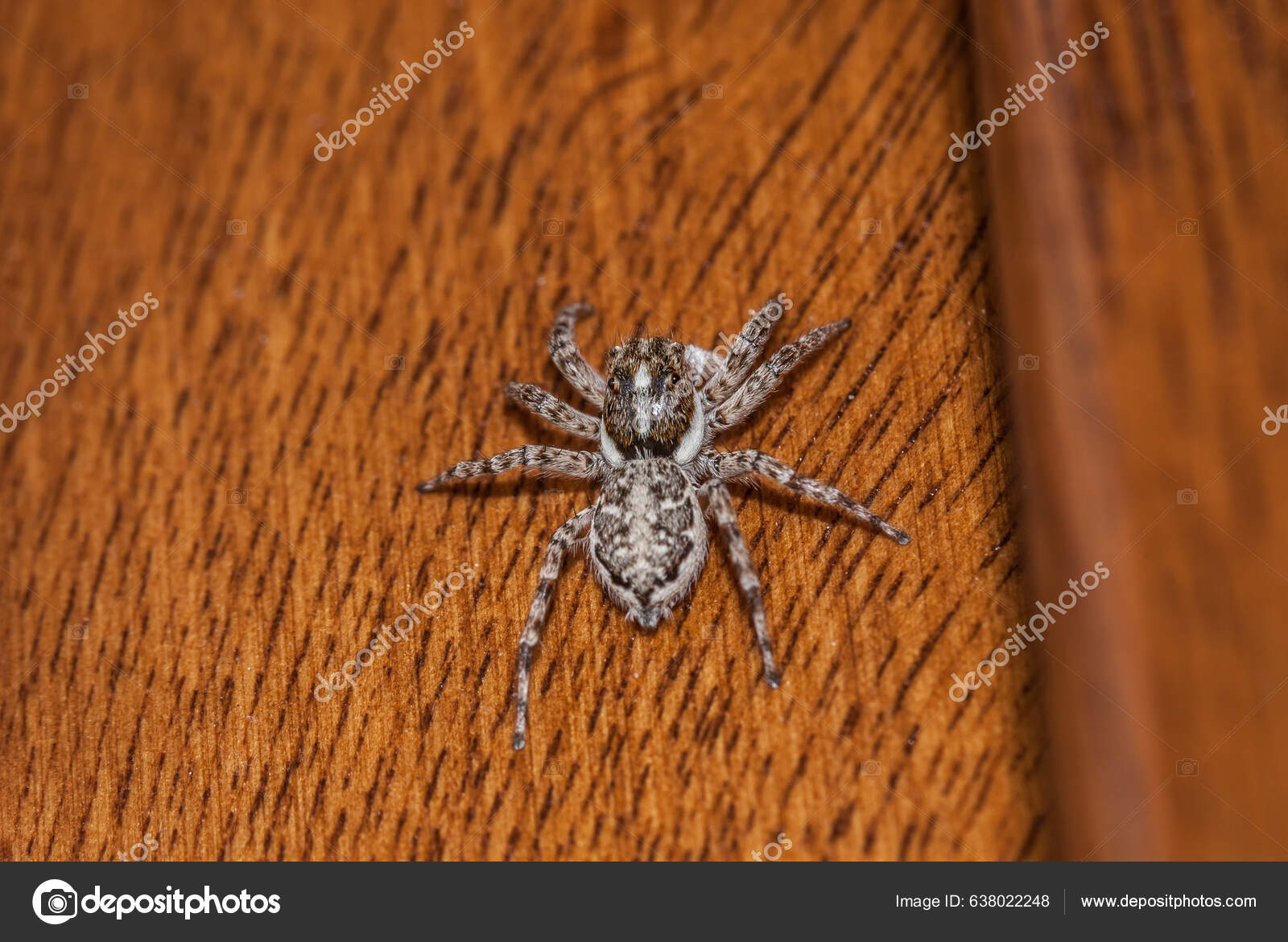 Spider Order Araneae Air Breathing Arthropod — Stock Photo ...