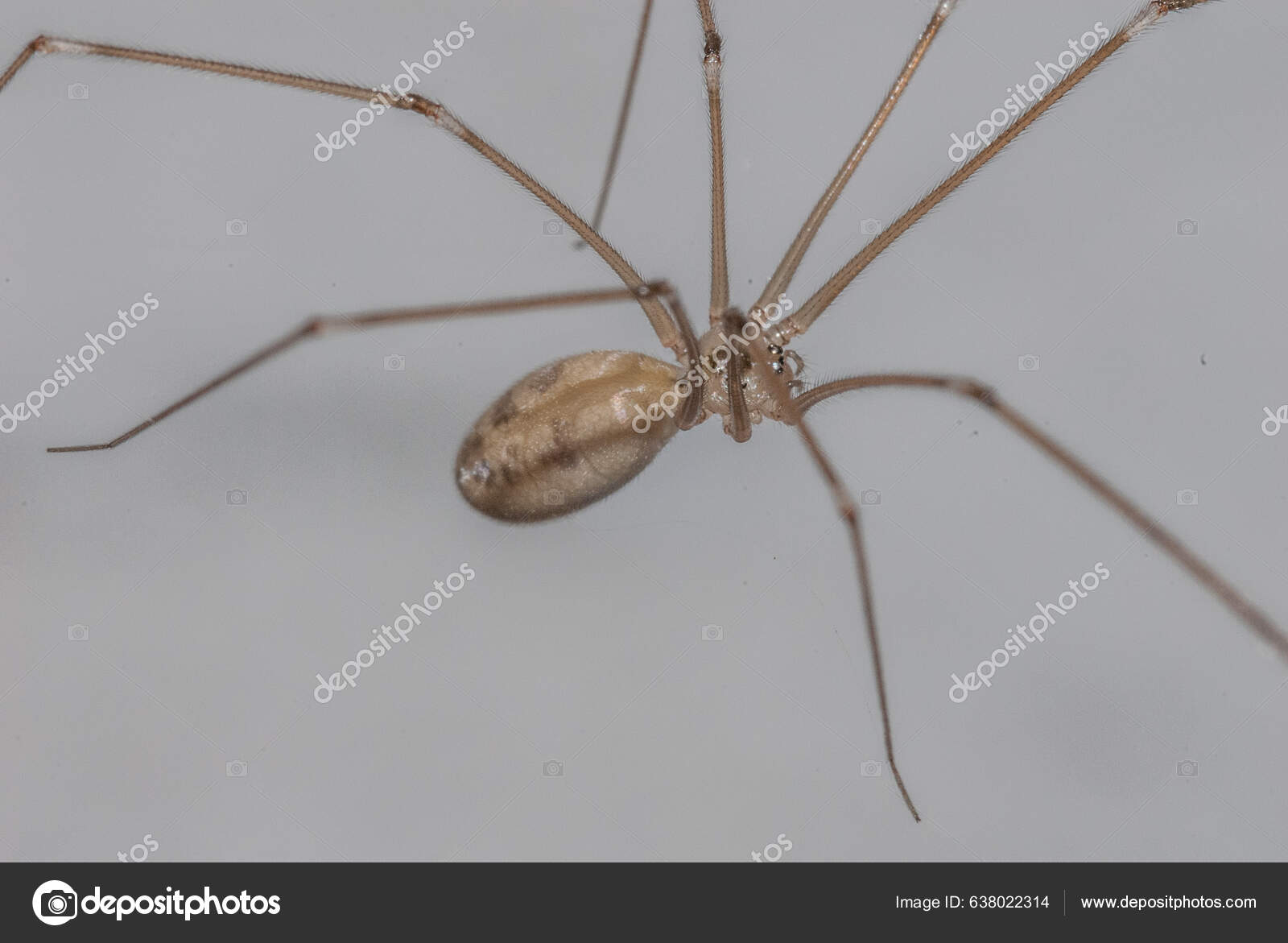Spider Order Araneae Air Breathing Arthropod — Stock Photo ...