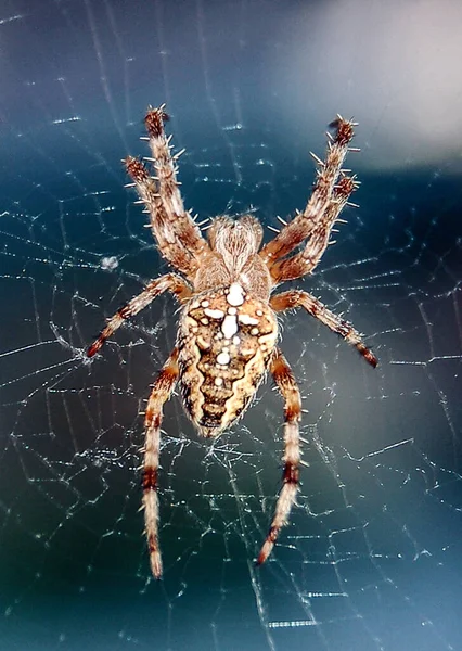 Spider Order Araneae Air Breathing Arthropod — Stock Photo ...