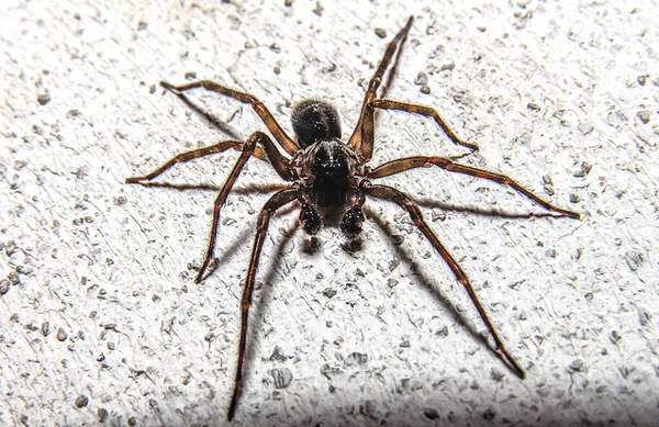 Spider Order Araneae Air Breathing Arthropod — Stock Photo ...