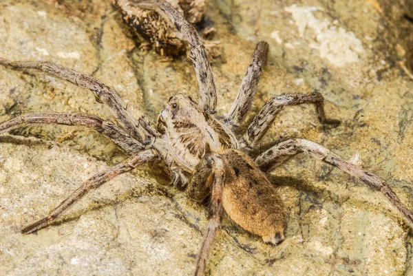 Spider Order Araneae Air Breathing Arthropod — Stock Photo ...