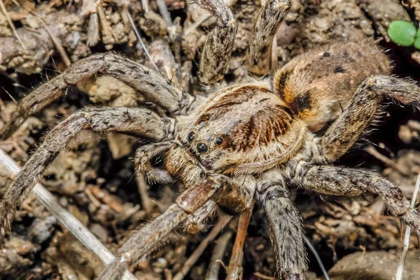 Spider Order Araneae Air Breathing Arthropod — Stock Photo ...