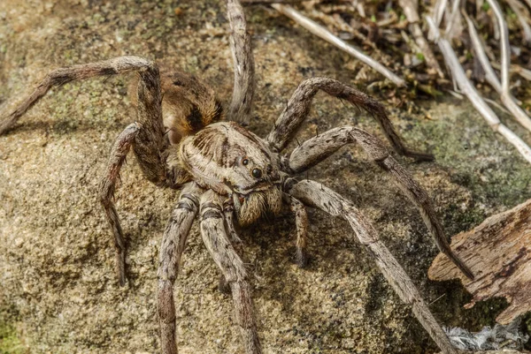 Spider Order Araneae Air Breathing Arthropod — Stock Photo ...