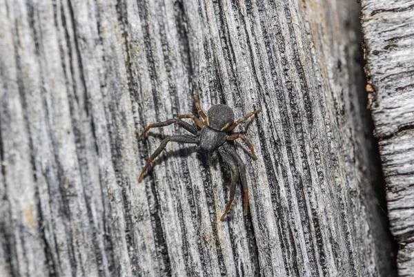 Spider Order Araneae Air Breathing Arthropod — Stock Photo ...
