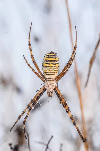 Spider Order Araneae Air Breathing Arthropod — Stock Photo ...