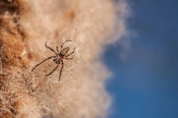 Spider Order Araneae Air Breathing Arthropod — Stock Photo ...