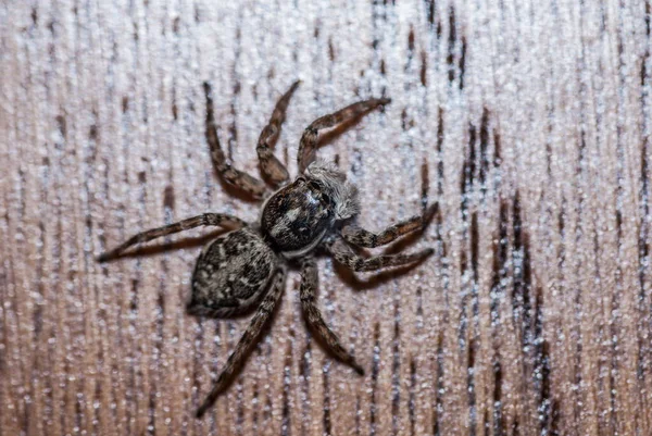 Spider Order Araneae Air Breathing Arthropod — Stock Photo ...