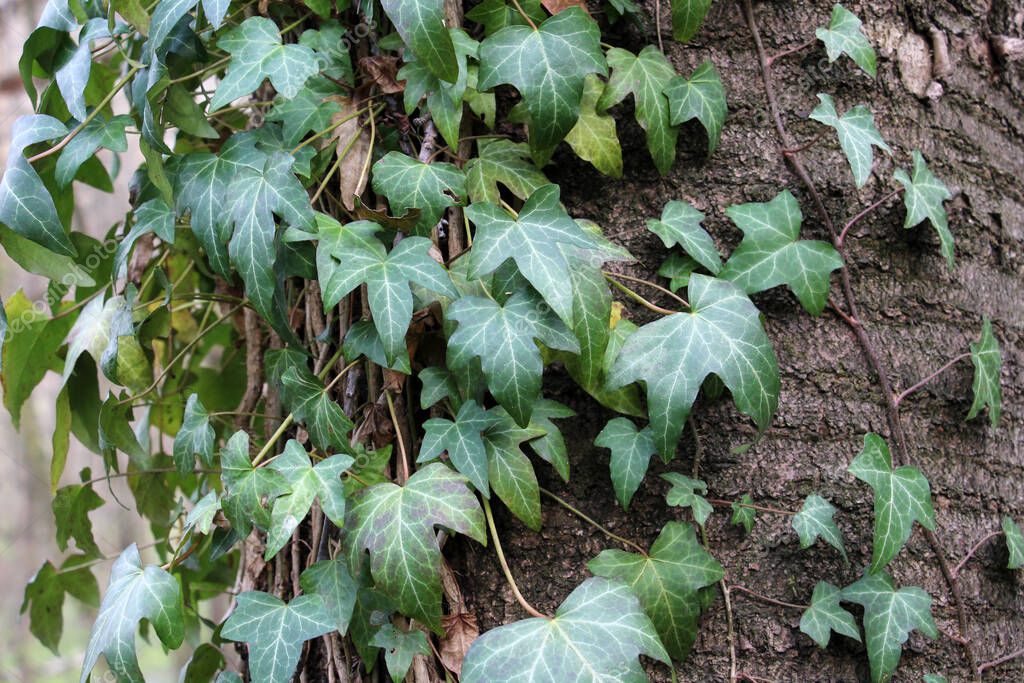 Hiedra (Hedera helix) es una planta trepadora siempreverde silvestre ...
