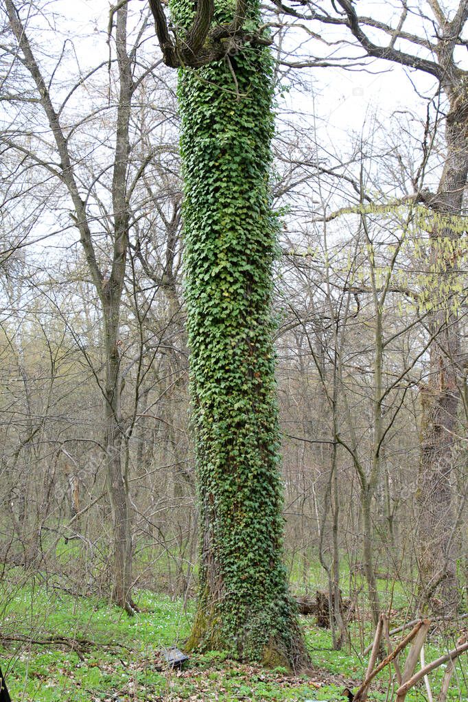 Hiedra (Hedera helix) es una planta trepadora siempreverde silvestre ...