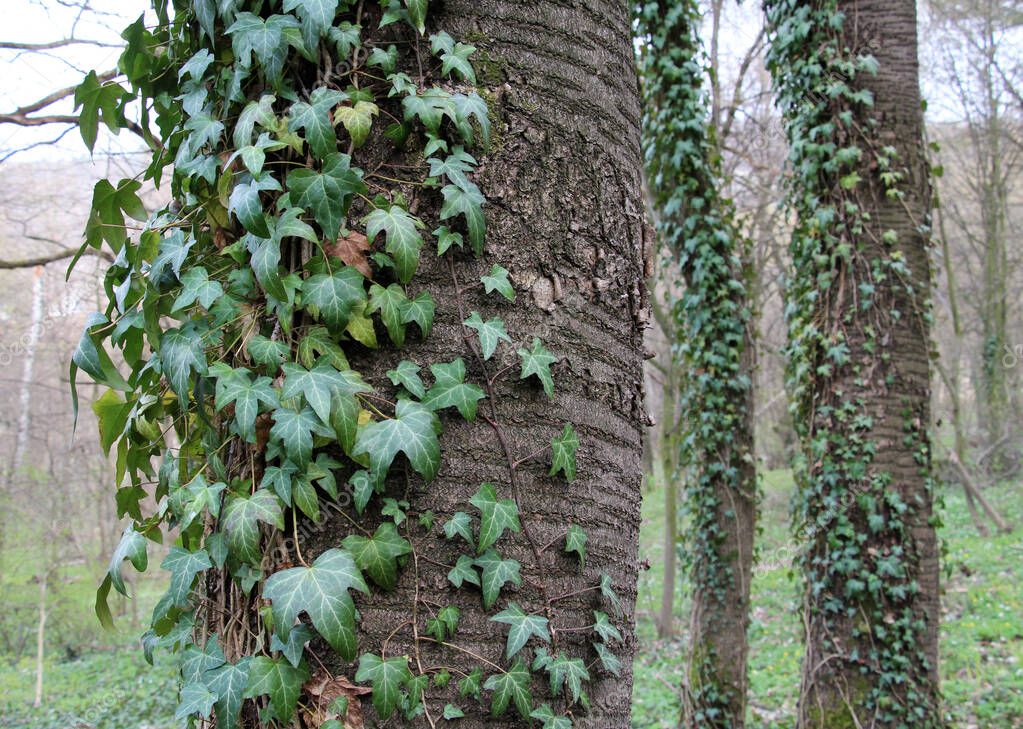 Hiedra (Hedera helix) es una planta trepadora siempreverde silvestre ...