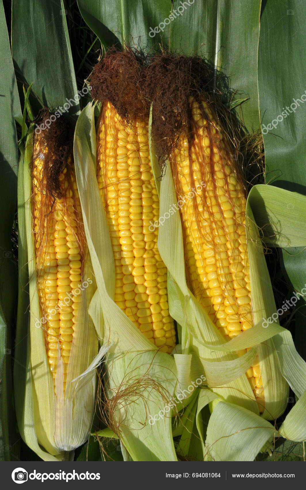 Cob Young Corn Milk Ripeness Stock Photo by ©orestligetka.ukr.net 694081064
