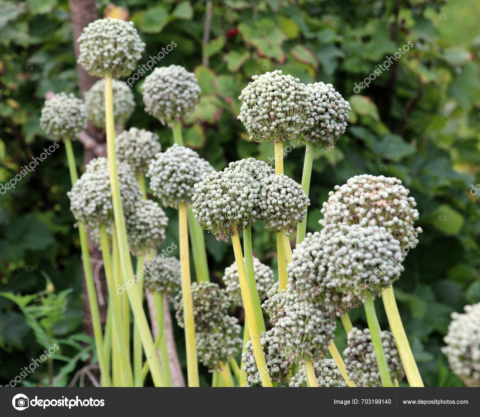 Vegetable Onions Which Grown Seeds Bloom Garden — Stock Photo ...