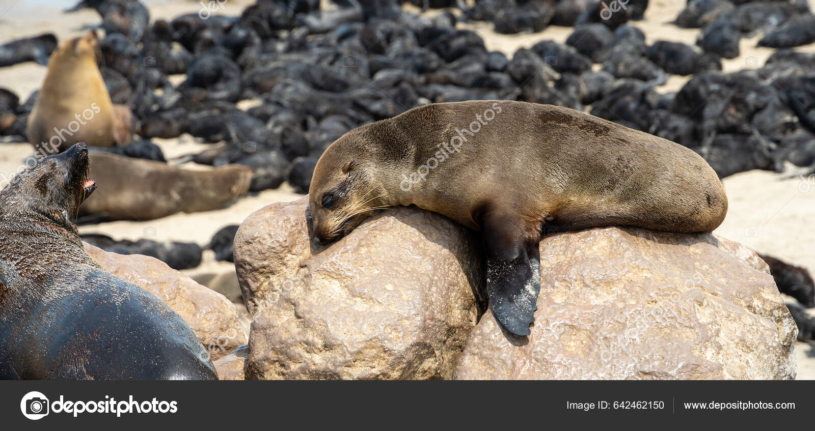 Group Seals Relaxing Sandy Beach Cape Cross Seal Reserve Namibia ...