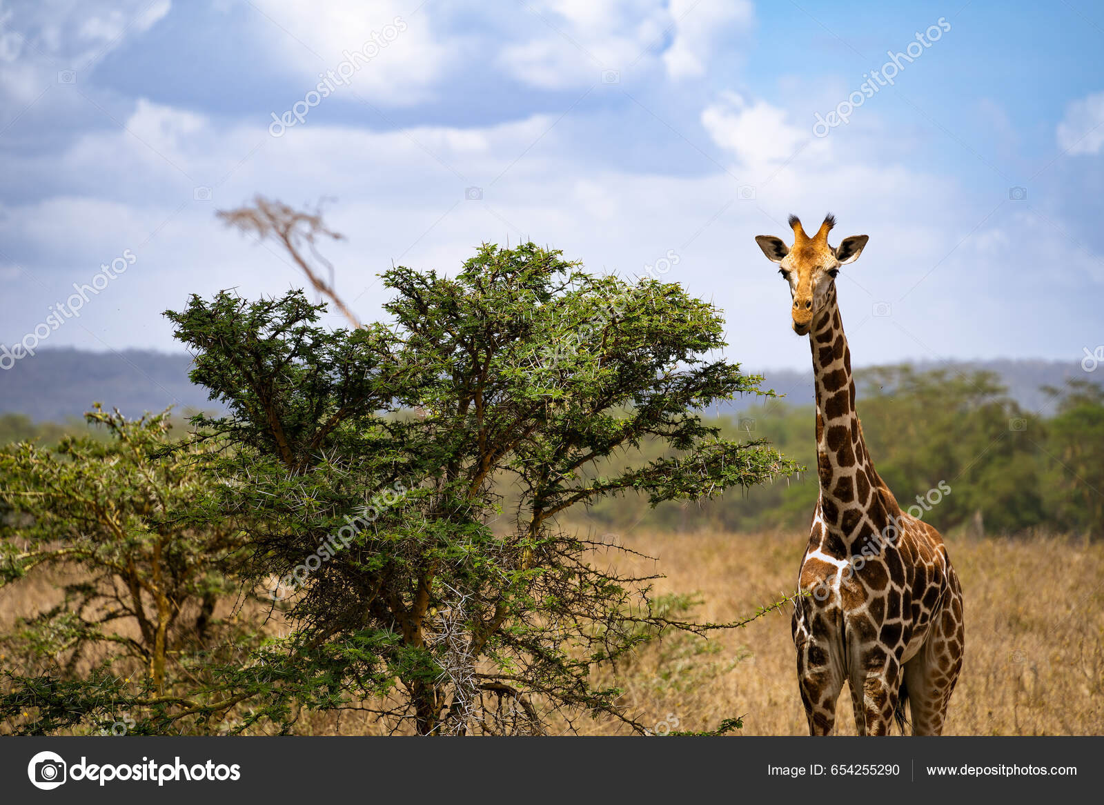 Giraffe Eating Acacia Tree Leaves Lake Nakuru National Park Kenya ...
