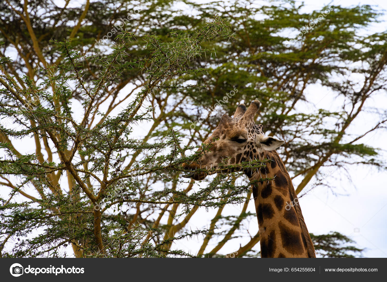 Giraffe Eating Acacia Leaves Giraffe Eating Acacia