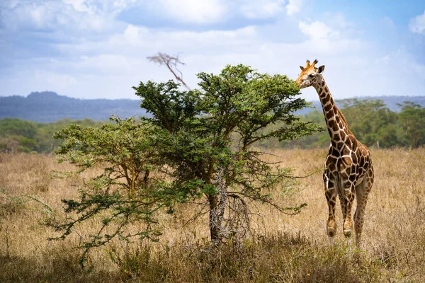 Giraffe Eating Acacia Leaves