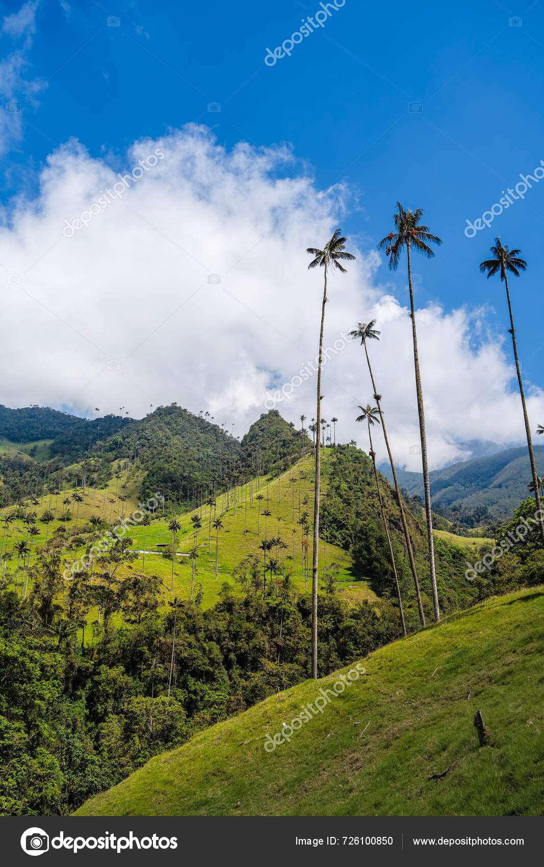 Beautiful View Cocora Valley Quindio Colombia Hdr Image — Stock Photo ...