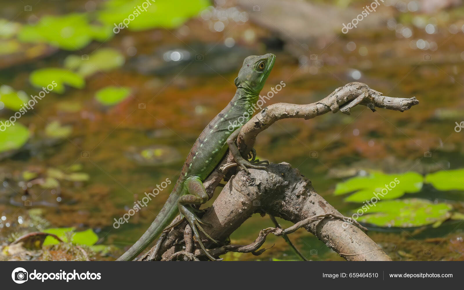 Female Green Basilisk Lizard