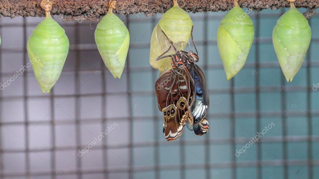 una mariposa morfo azul se expande y seca sus alas después de emerger ...