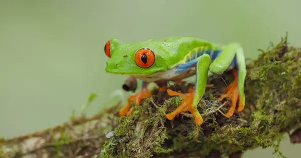 side view clip of red-eyed tree frog on a branch in costa rica - Stock ...