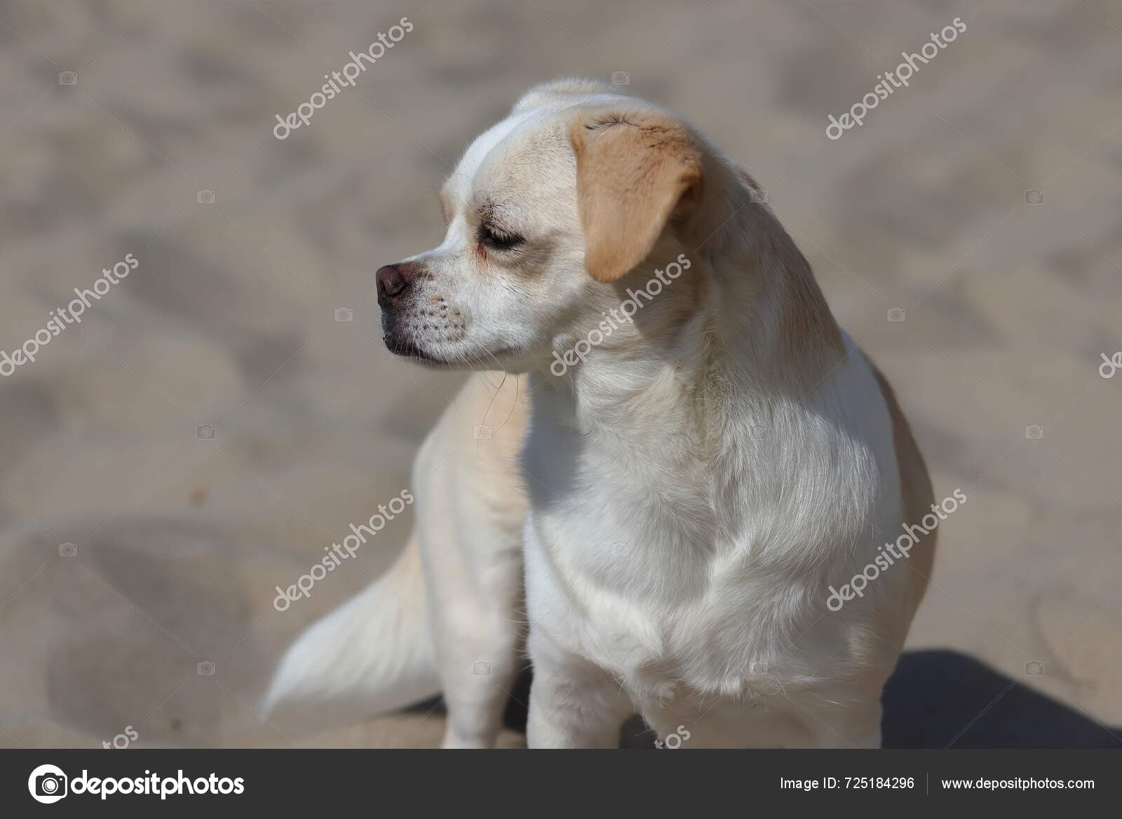 Small Beige Dog Background Sand — Stock Photo © andsyphoto #725184296