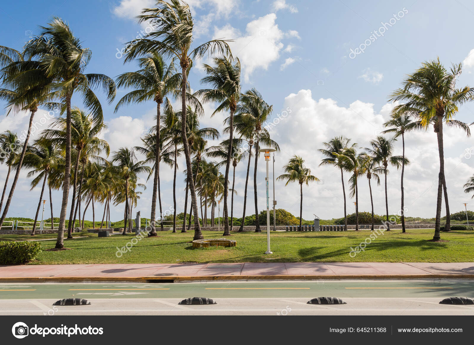 Green Palm Trees Growing Modern Park Blue Sky Miami — Stock Photo ...