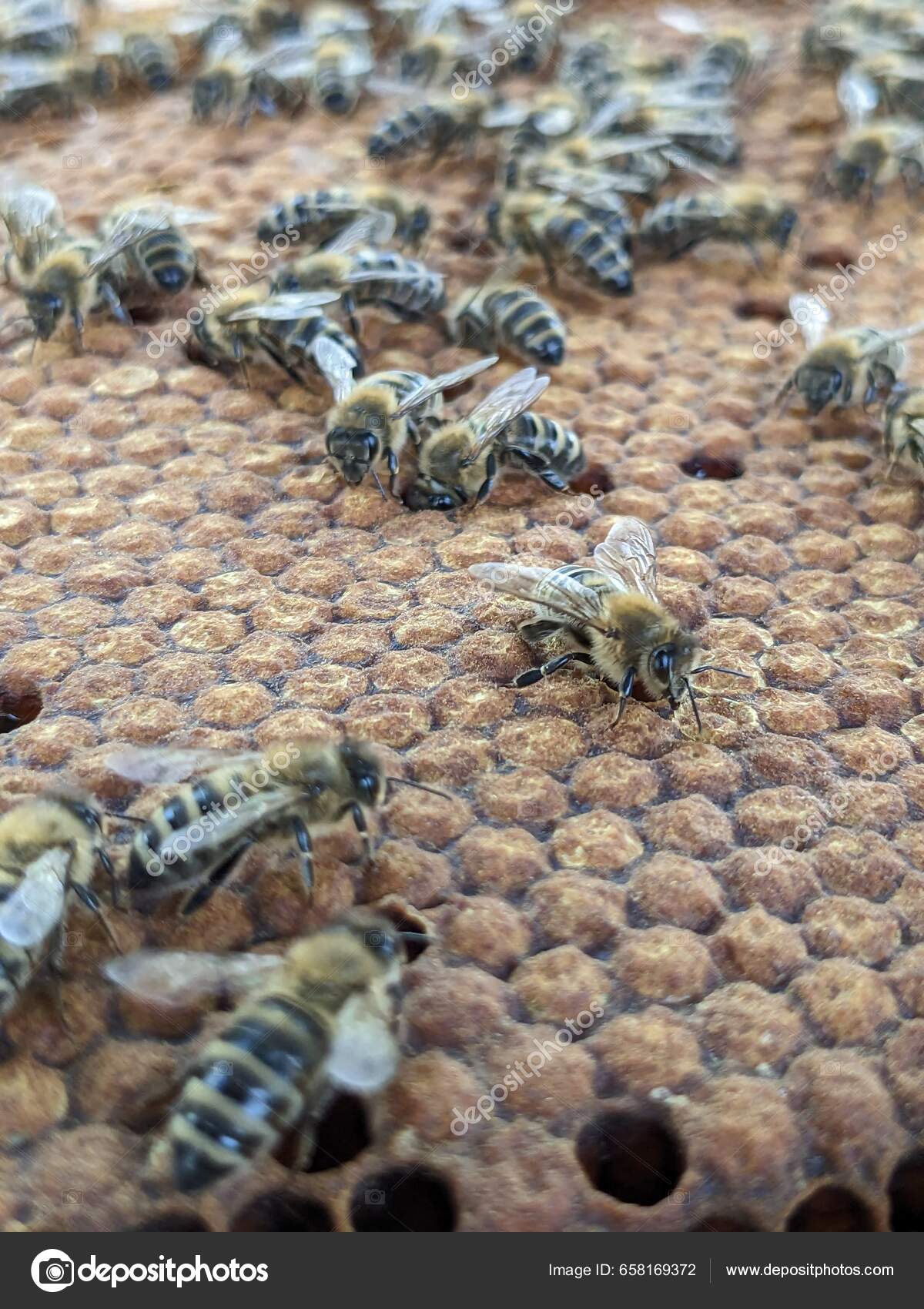 Bees Convert Nectar Honey Close Macro View Bee Brood Eggs Stock Photo ...