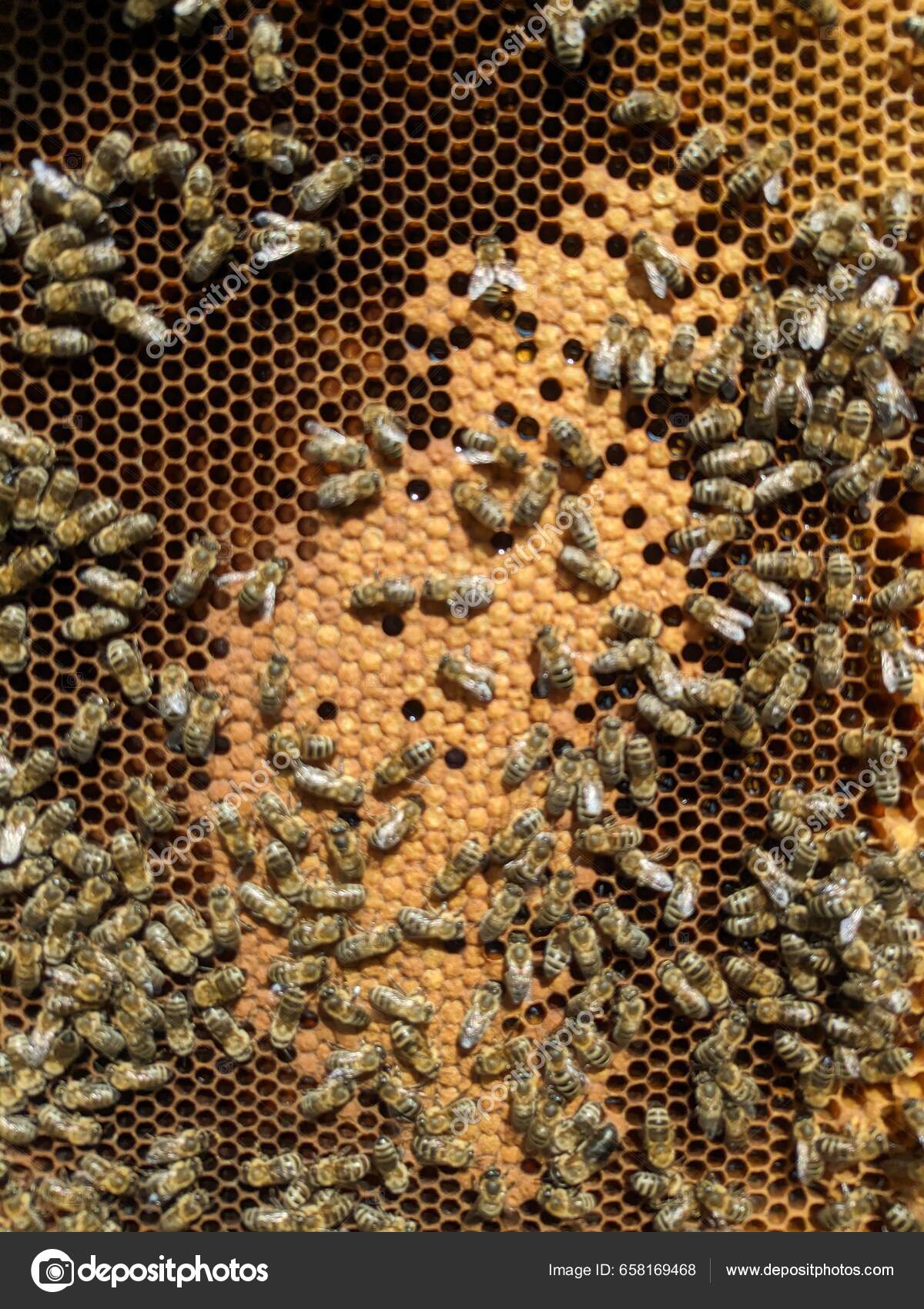 Bees Convert Nectar Honey Close Macro View Bee Brood Eggs Stock Photo ...