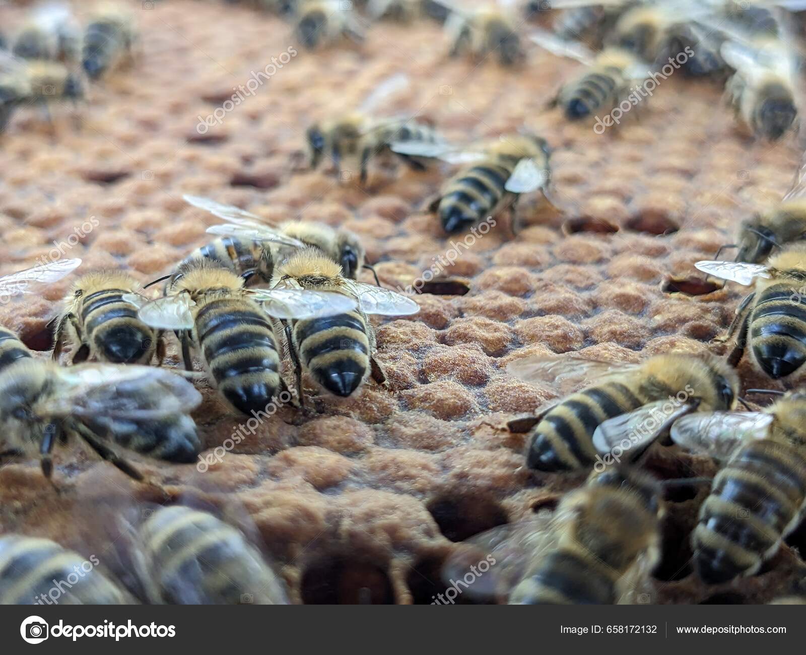 Bees Convert Nectar Honey Close Macro View Bee Brood Eggs Stock Photo ...