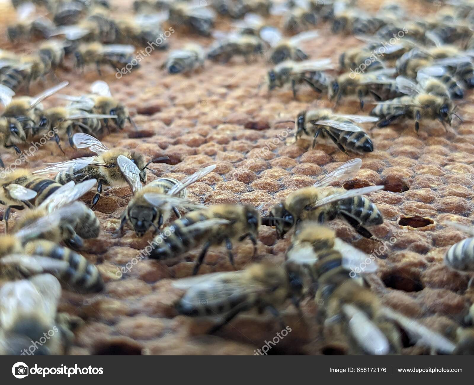 Bees Convert Nectar Honey Close Macro View Bee Brood Eggs Stock Photo ...