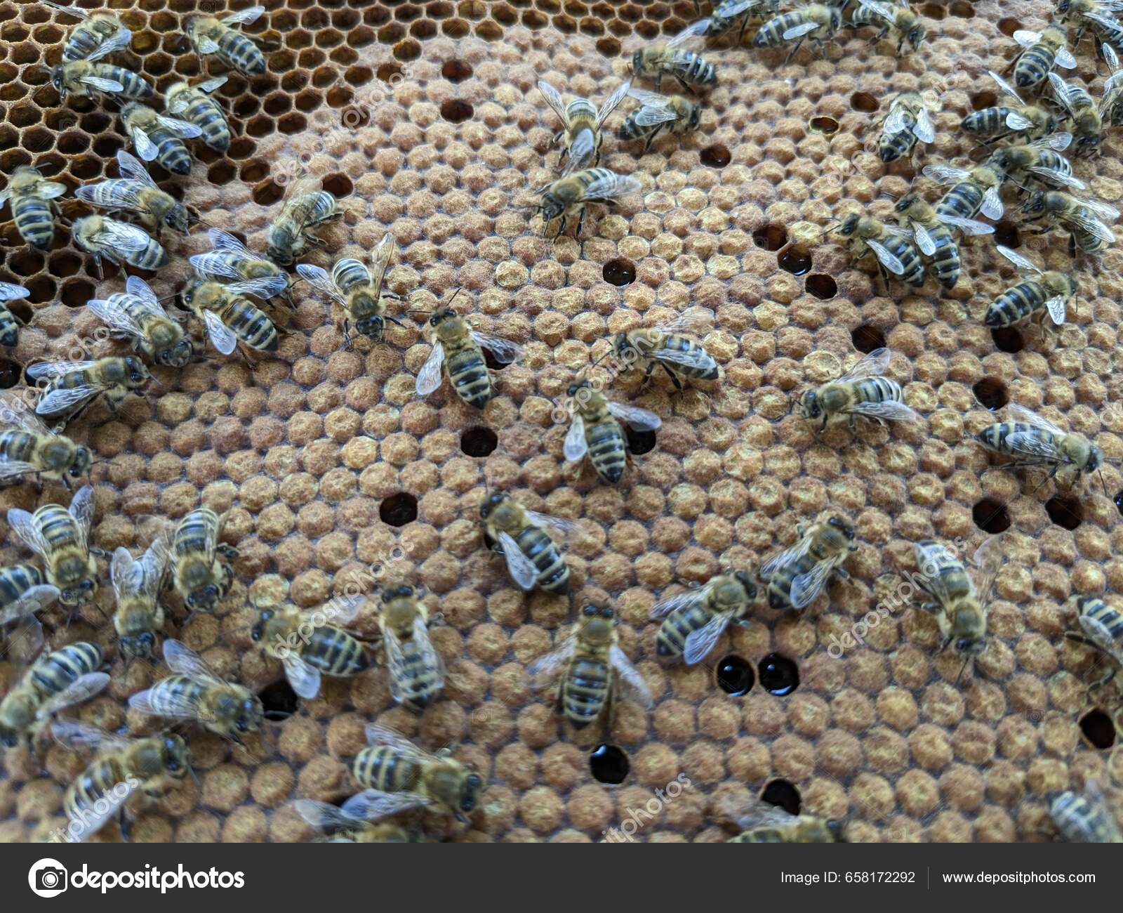 Bees Convert Nectar Honey Close Macro View Bee Brood Eggs Stock Photo ...