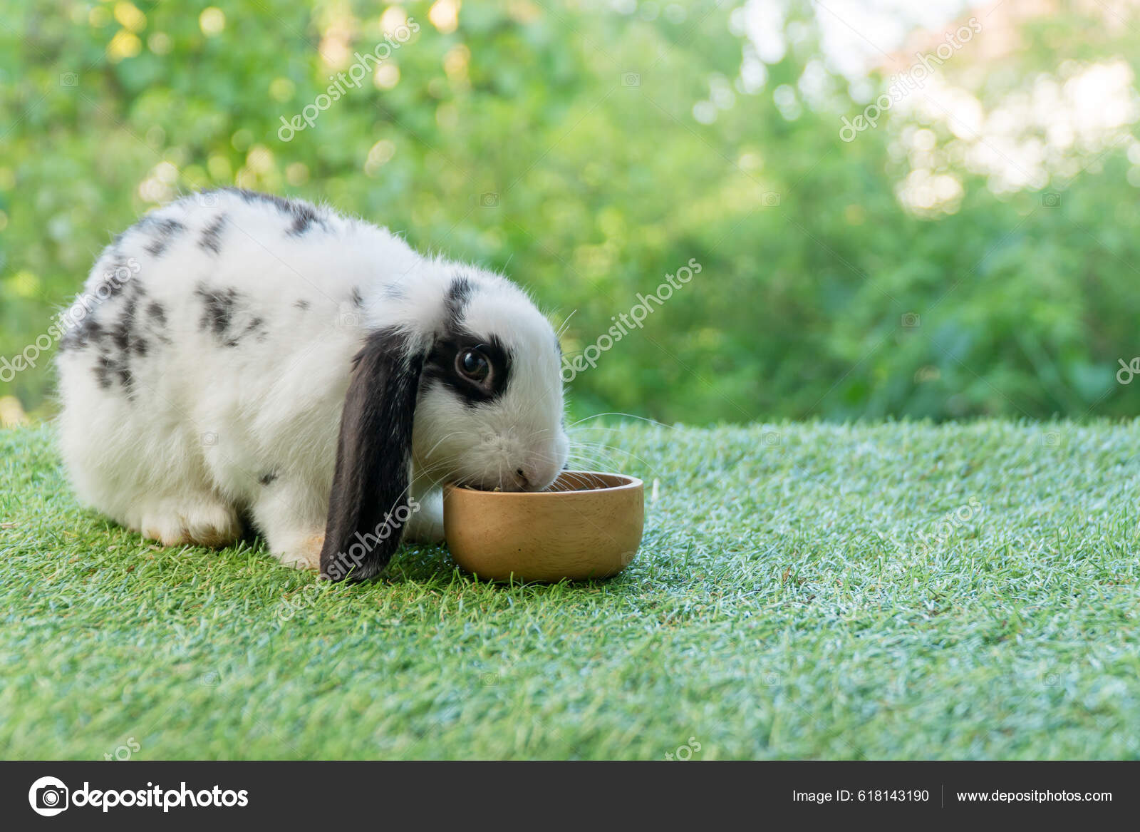 Black Mini Lop Rabbits