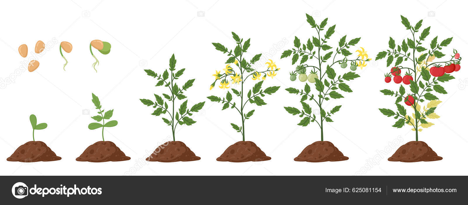 Cartoon Tomato Plant Tomatoes Bush Growth Stages Tomatoes Sprout ...