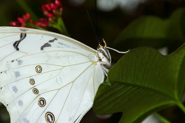 White morpho butterfly Stock Photos, Royalty Free White morpho butterfly Images | Depositphotos