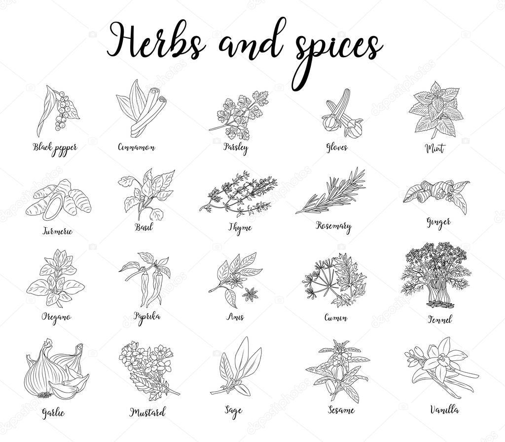 Conjunto de hierbas y especias ilustraciones vectoriales dibujadas a ...