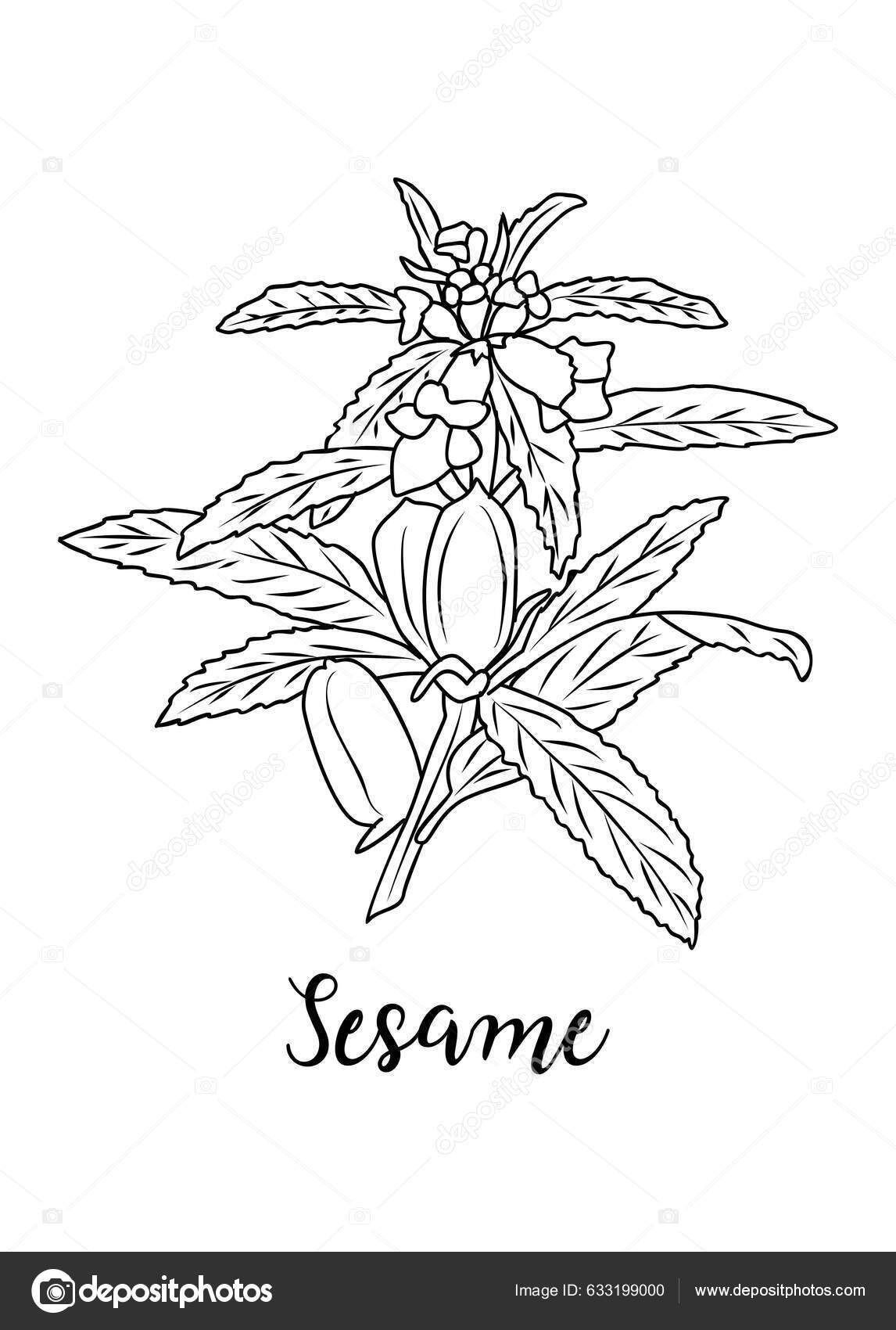 Black White Vector Illustration Sesame Isolated White Background ...