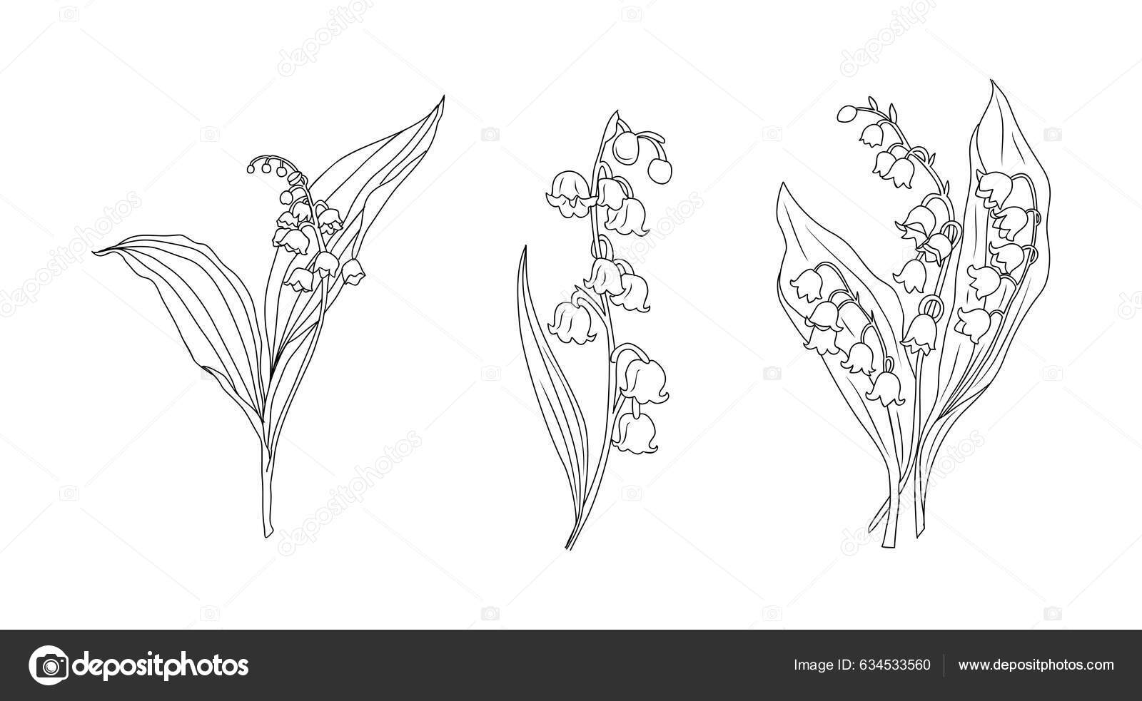 Birth Month Flower Line Art Vector Illustrations Set Isolated White ...