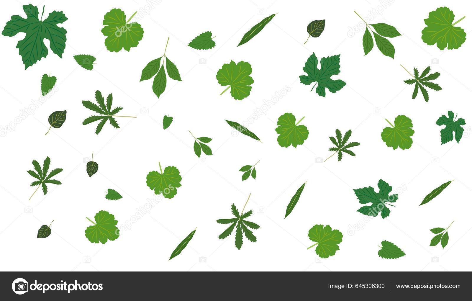 Abstract Green Leaves Spring Summer Background Different Shapes Leaves ...