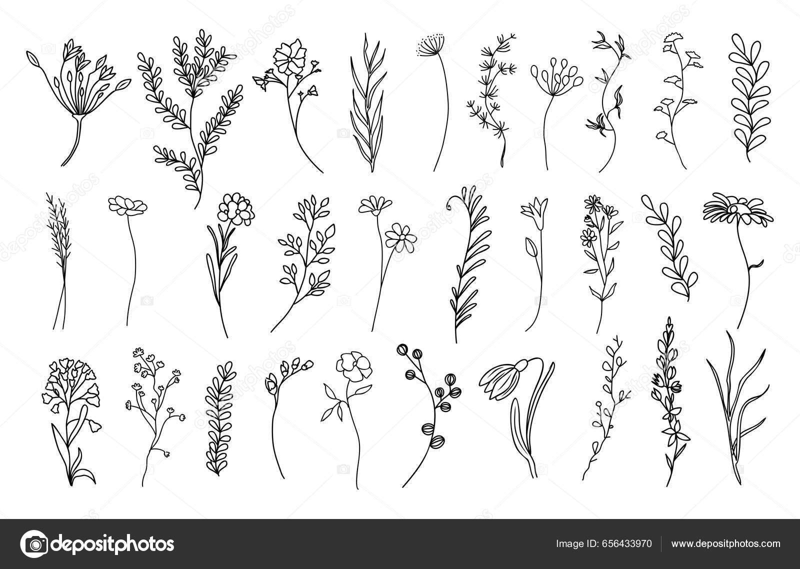Line Drawings Of Flowers And Plants