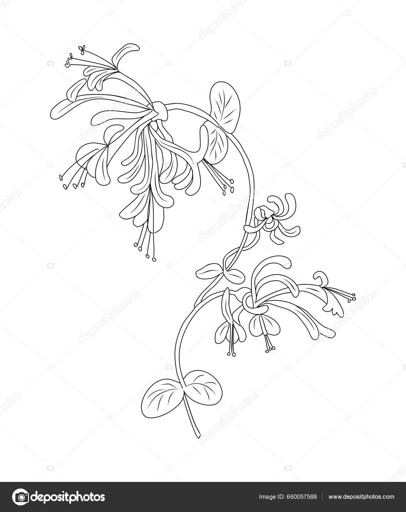 Honeysuckle Tattoo Designs