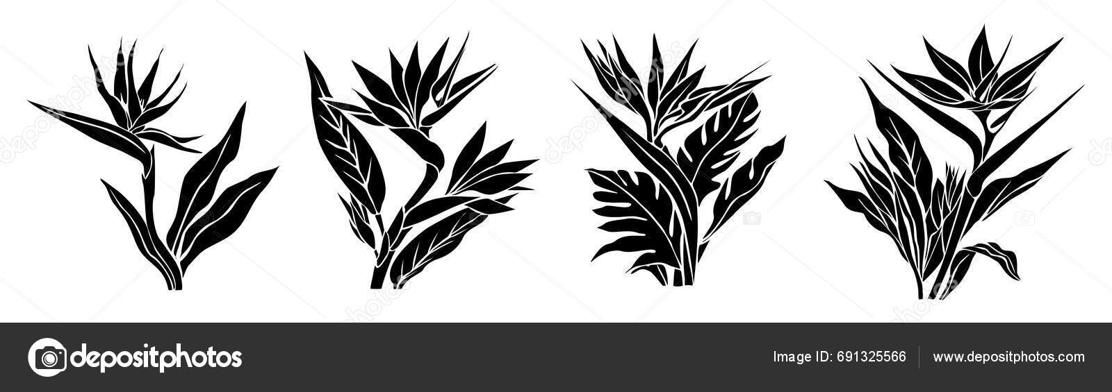Set Bird Paradise Flower Black Silhouettes Monochrome Outline Drawing ...