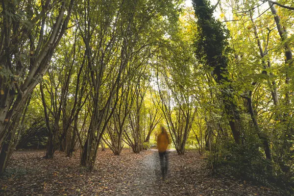 Blurry figure running along a wooded trail during the autumn season. The joy of autumn. Park in ...