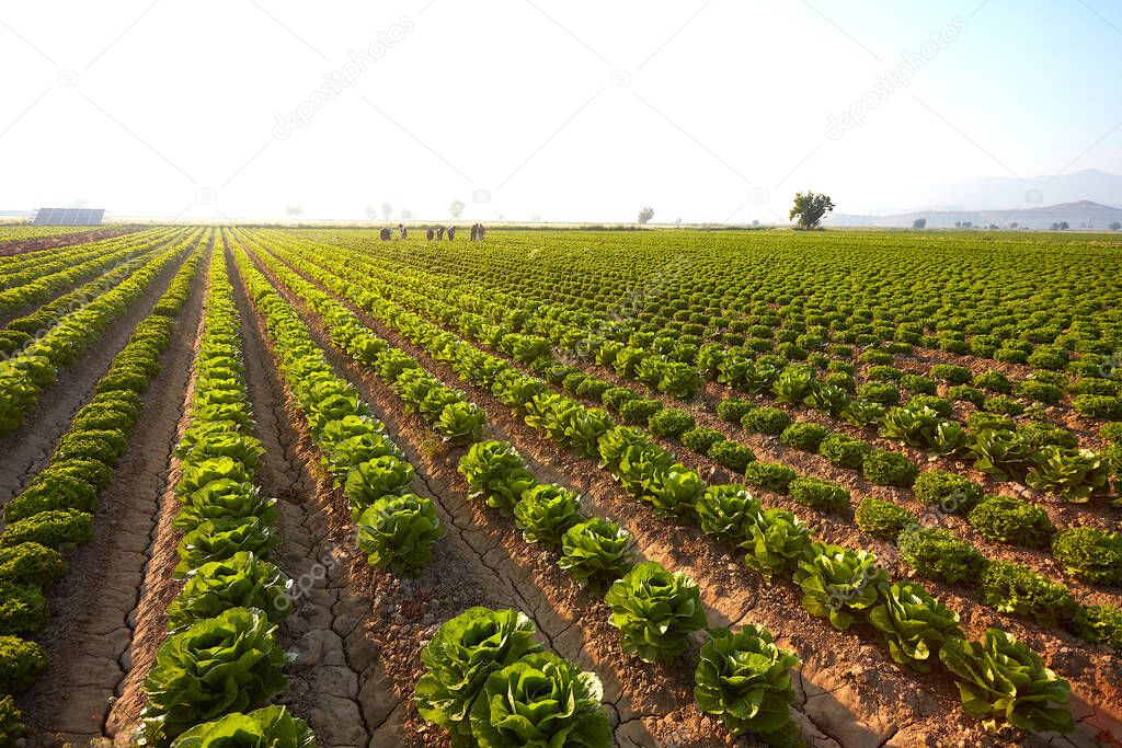 Un campo de lechuga en Turquía. Un gran campo donde se cultiva la ...