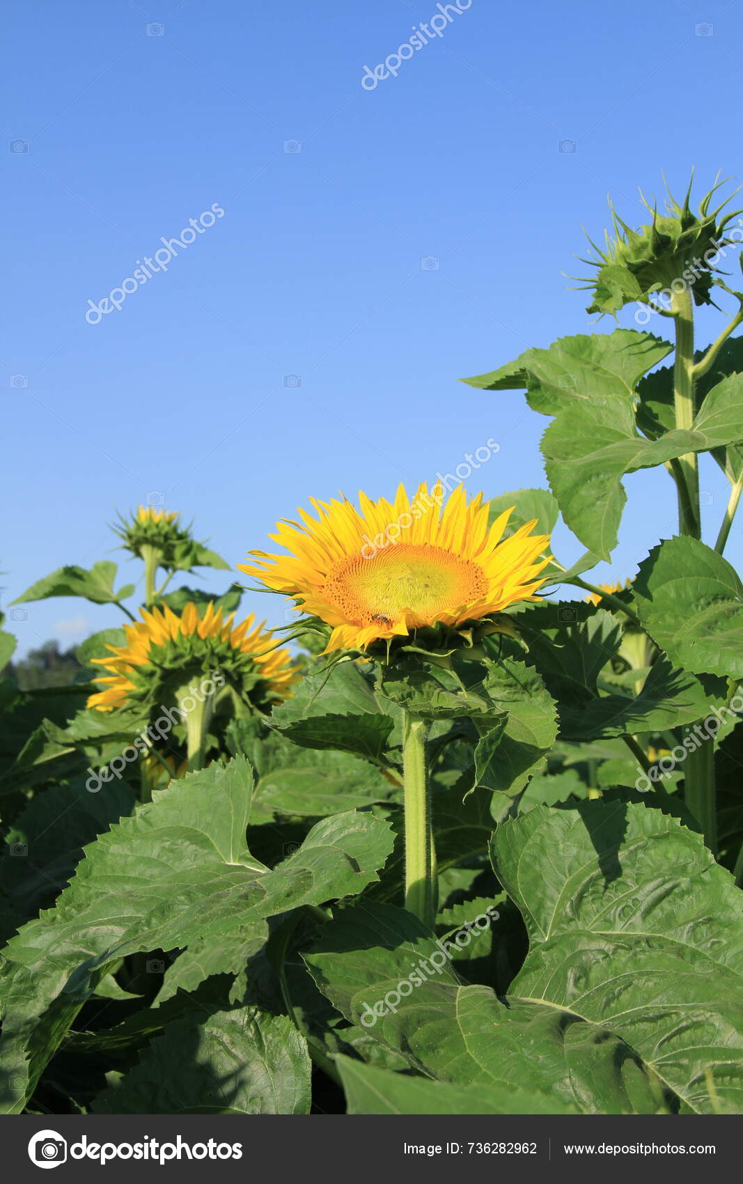 Sunflower Field Sunflower Flowers Agroproslov Sunflower Culture ...