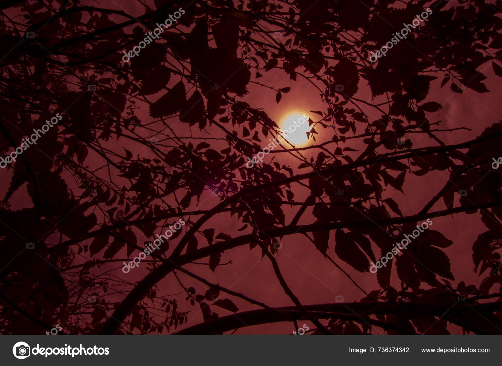 Photographs April 2024 Eclipse Taken Camera Modified Infrared ...